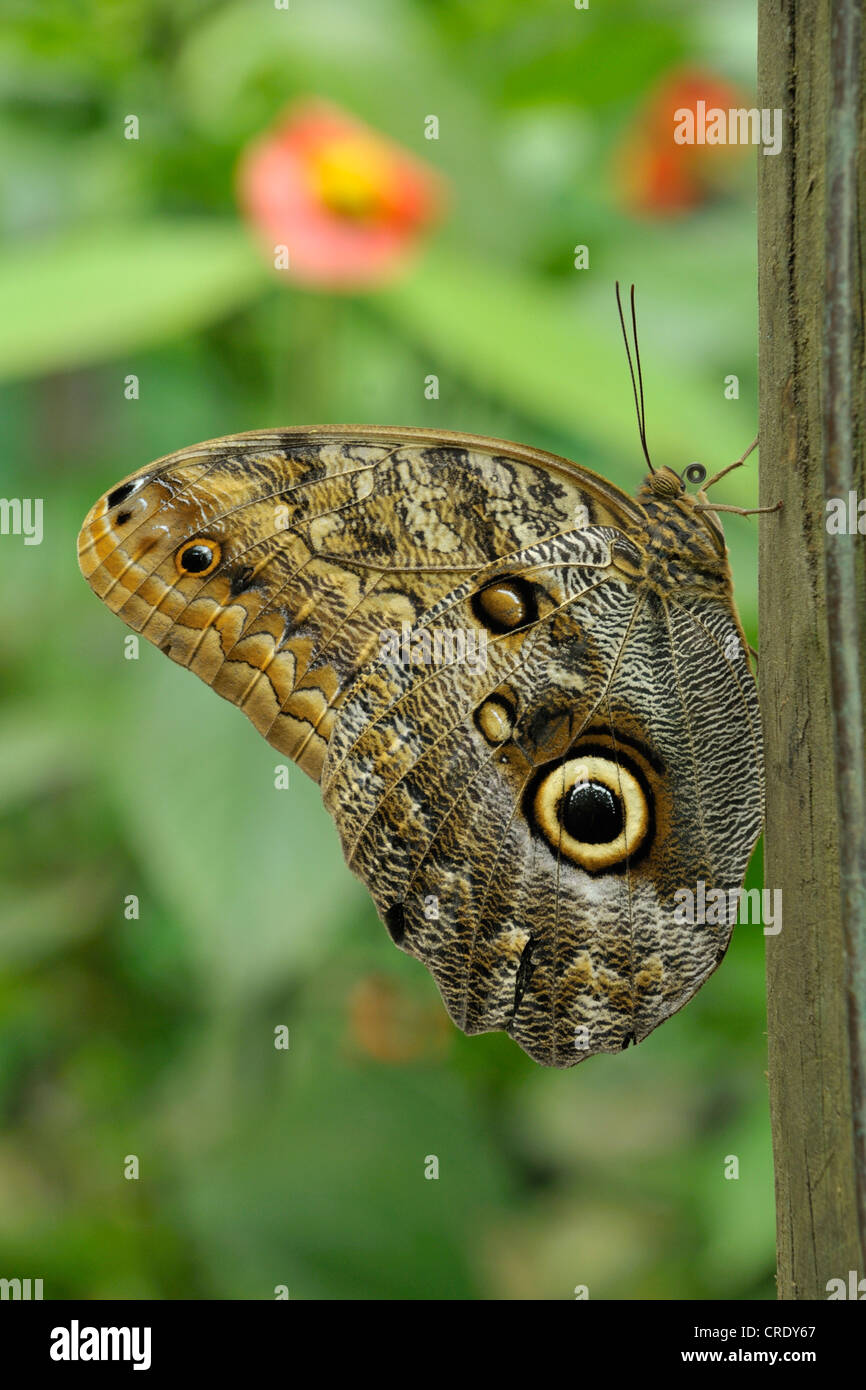 Costa rican tropical butterfly hi-res stock photography and images - Alamy