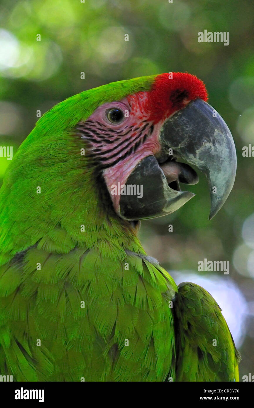 buffon's macaw, buffons macaw (Ara ambigua), portrait, Costa Rica Stock ...