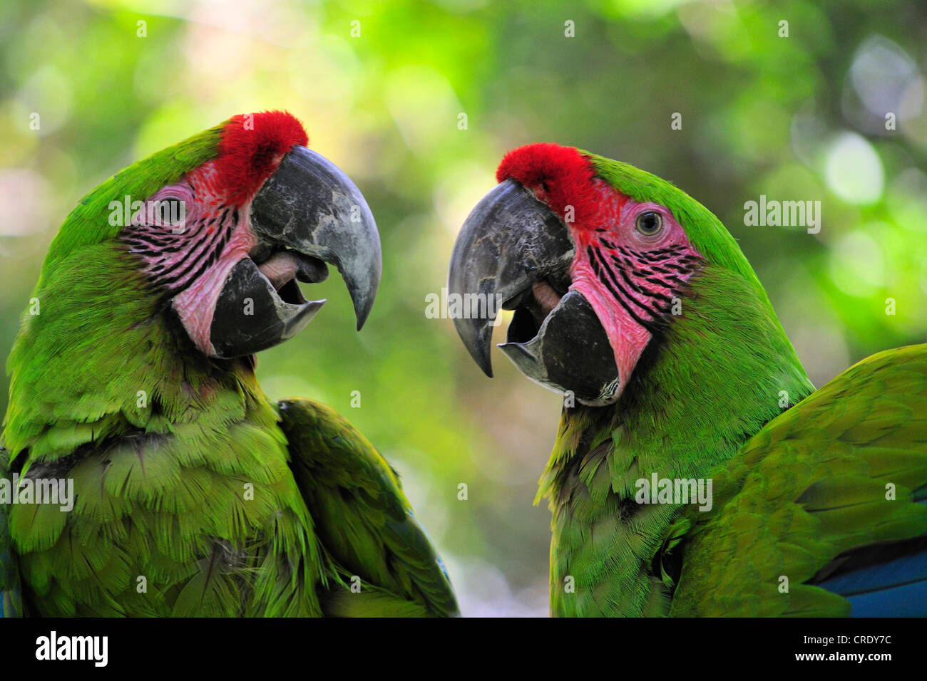 buffon's macaw, buffons macaw (Ara ambigua), couple, Costa Rica Stock ...