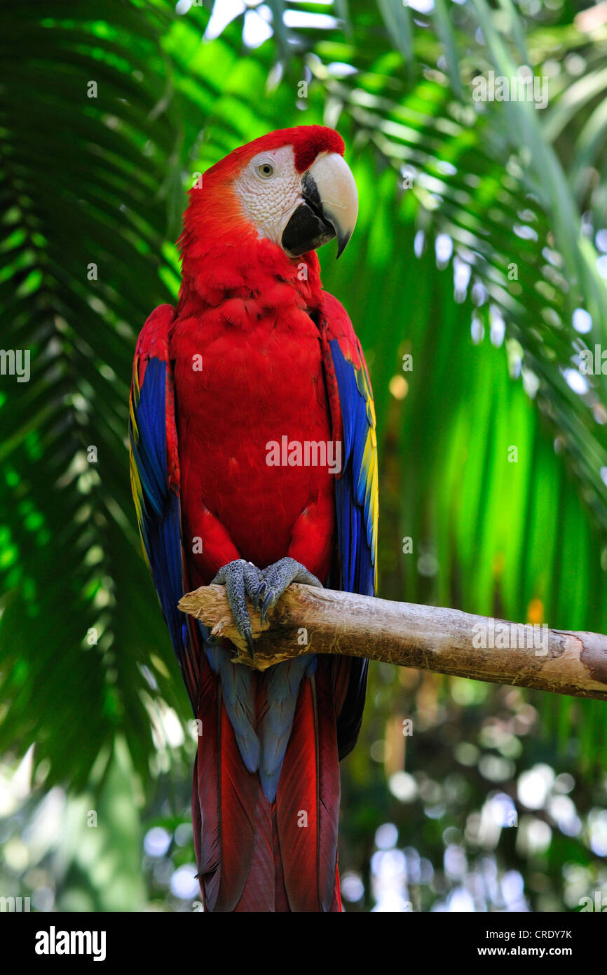 Scarlet Macaw Sitting