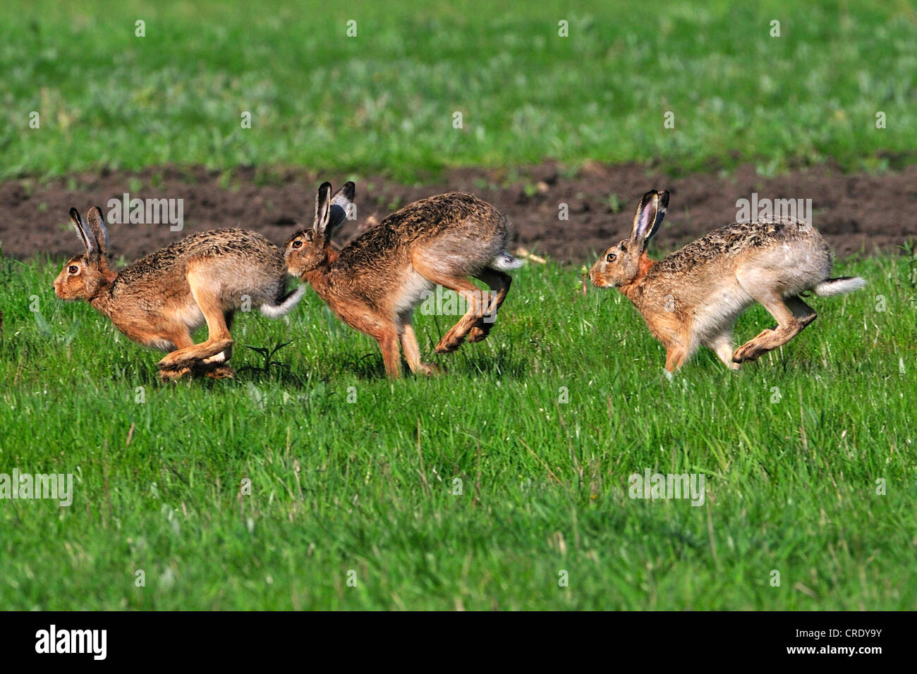 European hare (Lepus europaeus), mating rabbits, Austria, Neusiedler ...