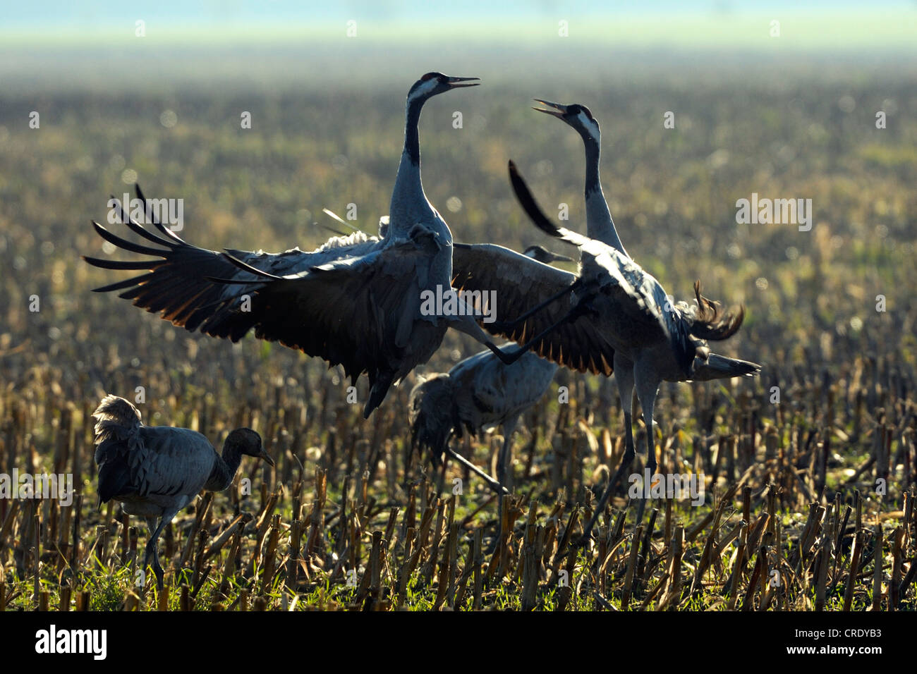 Angry crane hi-res stock photography and images - Alamy