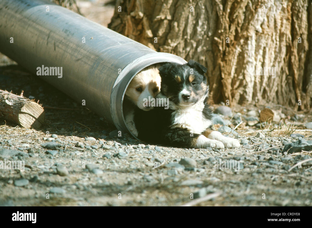 PUPPIES IN PIPE Stock Photo - Alamy