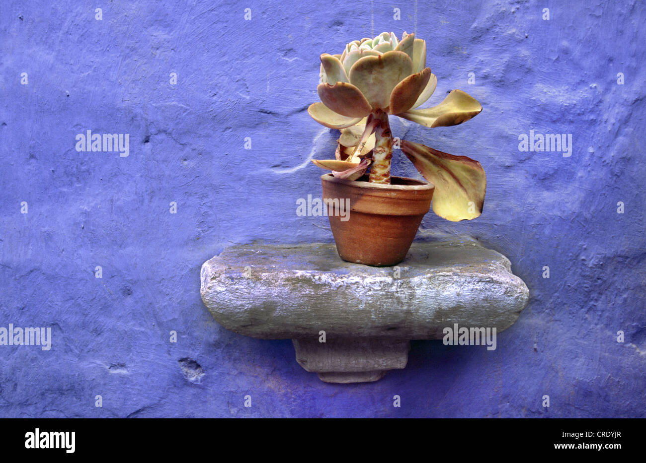 Flower pot at Monasterio Santa Catalina. Arequipa, Peru Stock Photo - Alamy