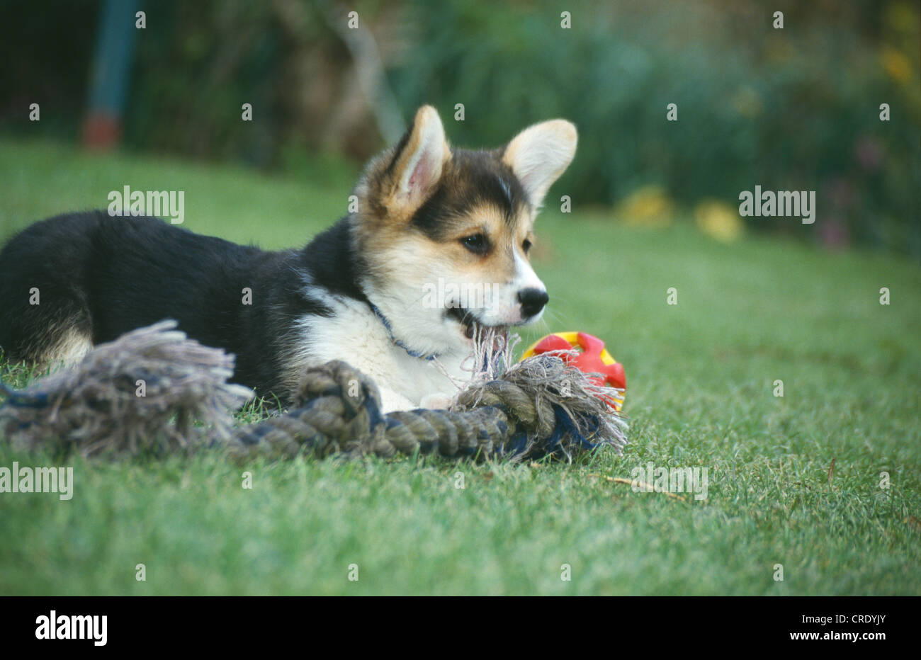 PEMBROKE WELSH CORGI PUPPY LYING IN YARD WITH TOYS - SIDE VIEW ...