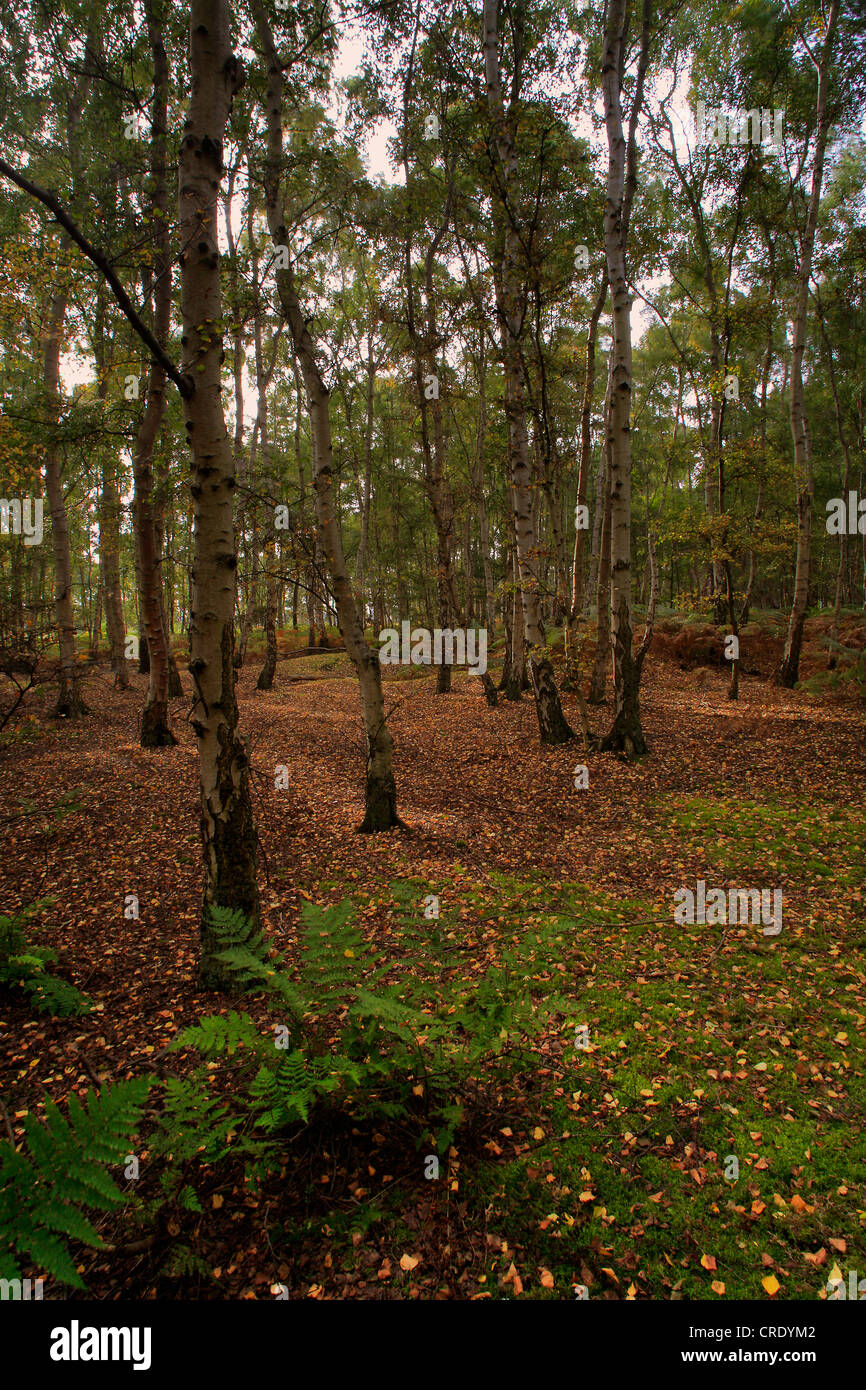 Suffolk Sandlings AONB Stock Photo - Alamy