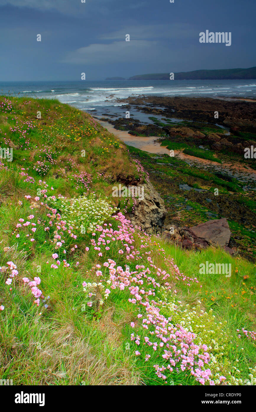 Surfing at freshwater bay hi-res stock photography and images - Alamy