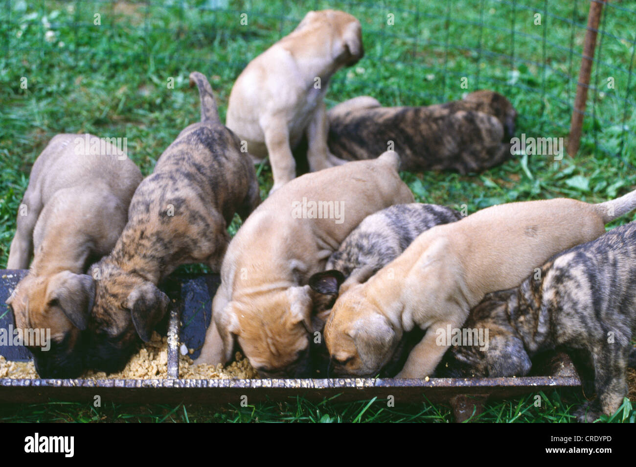 GREAT DANE PUPPIES EATING Stock Photo - Alamy
