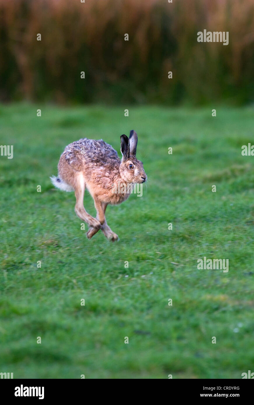 Hare running hi-res stock photography and images - Alamy