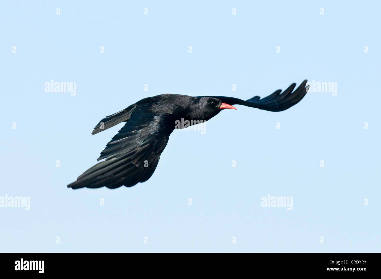 Red billed chough scotland hi-res stock photography and images - Alamy