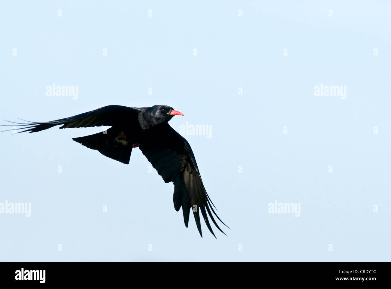 Red billed chough scotland hi-res stock photography and images - Alamy