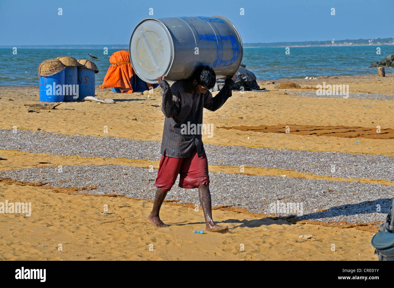 Singhalese or Sinhalese man carrying a barrel with immersion cured fish ...