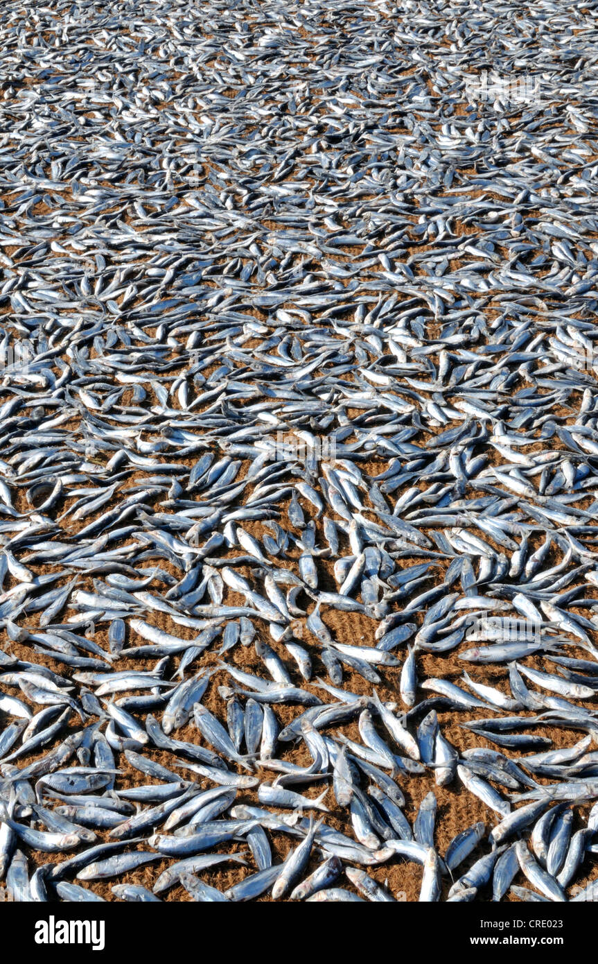 Dried fish, fish are placed on coconut mats on the beach for drying ...