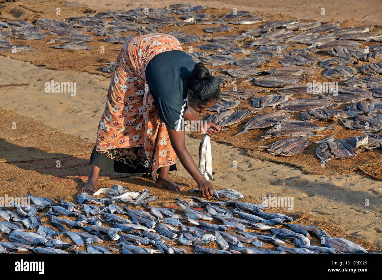 Dried fish, fish being placed on coconut mats on the beach for drying ...