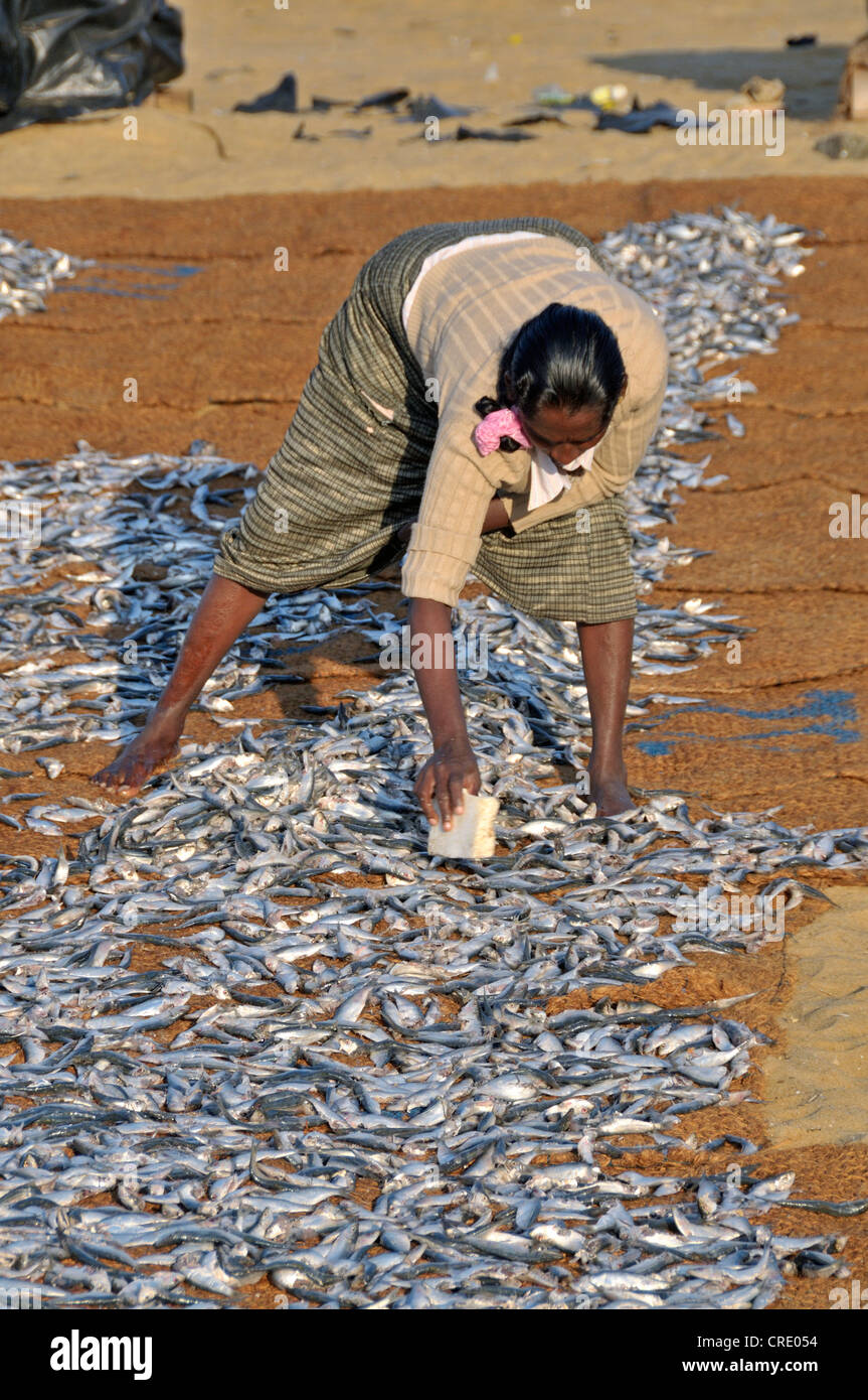 Drying stand with stock fish hi-res stock photography and images - Alamy