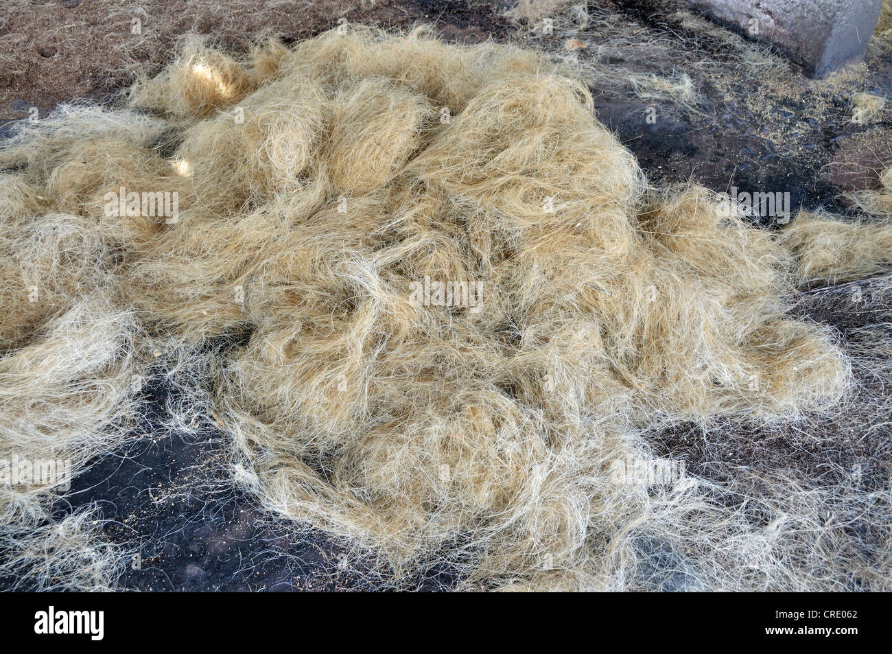 Production of coir or coconut fibres, factory in Sri Lanka, Ceylon ...