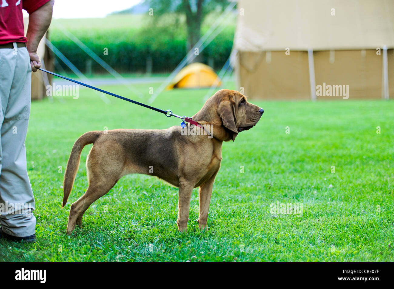 Bloodhound Search Rescue Dog High Resolution Stock Photography and ...