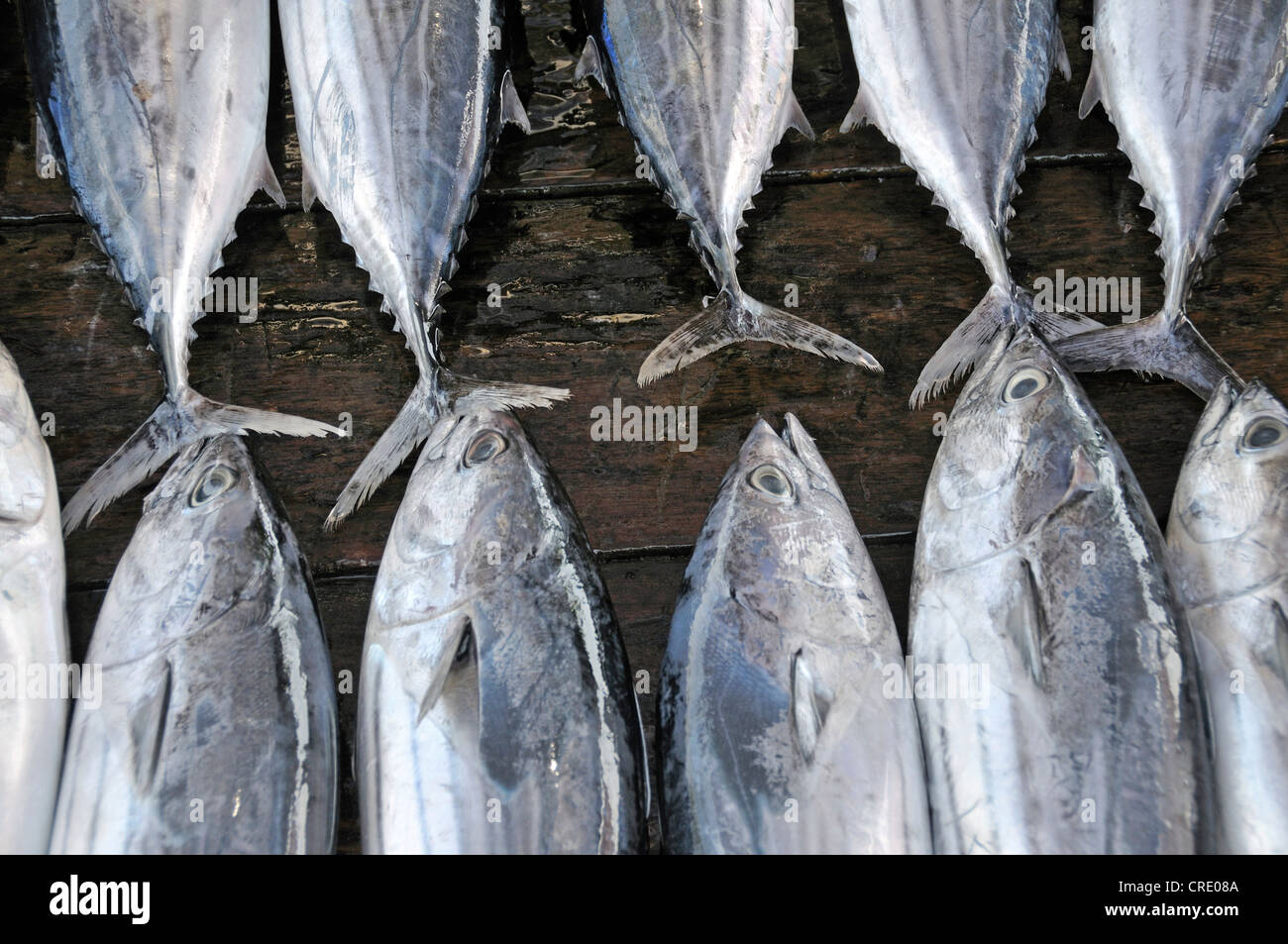 Galle Sri Lanka Fish Market High Resolution Stock Photography and ...