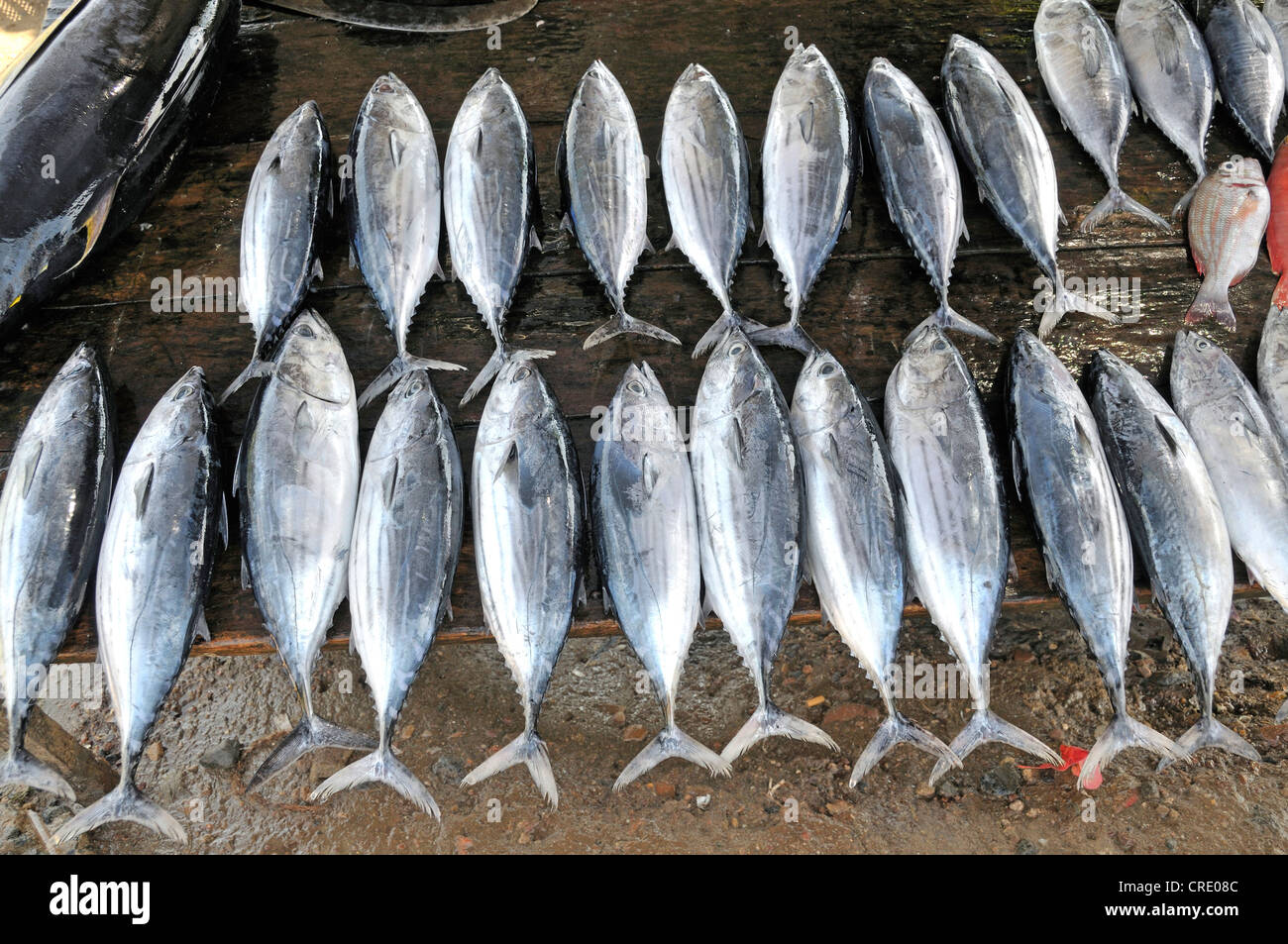 Tuna fish, fish market in Galle, Sri Lanka, Ceylon, Asia Stock Photo ...