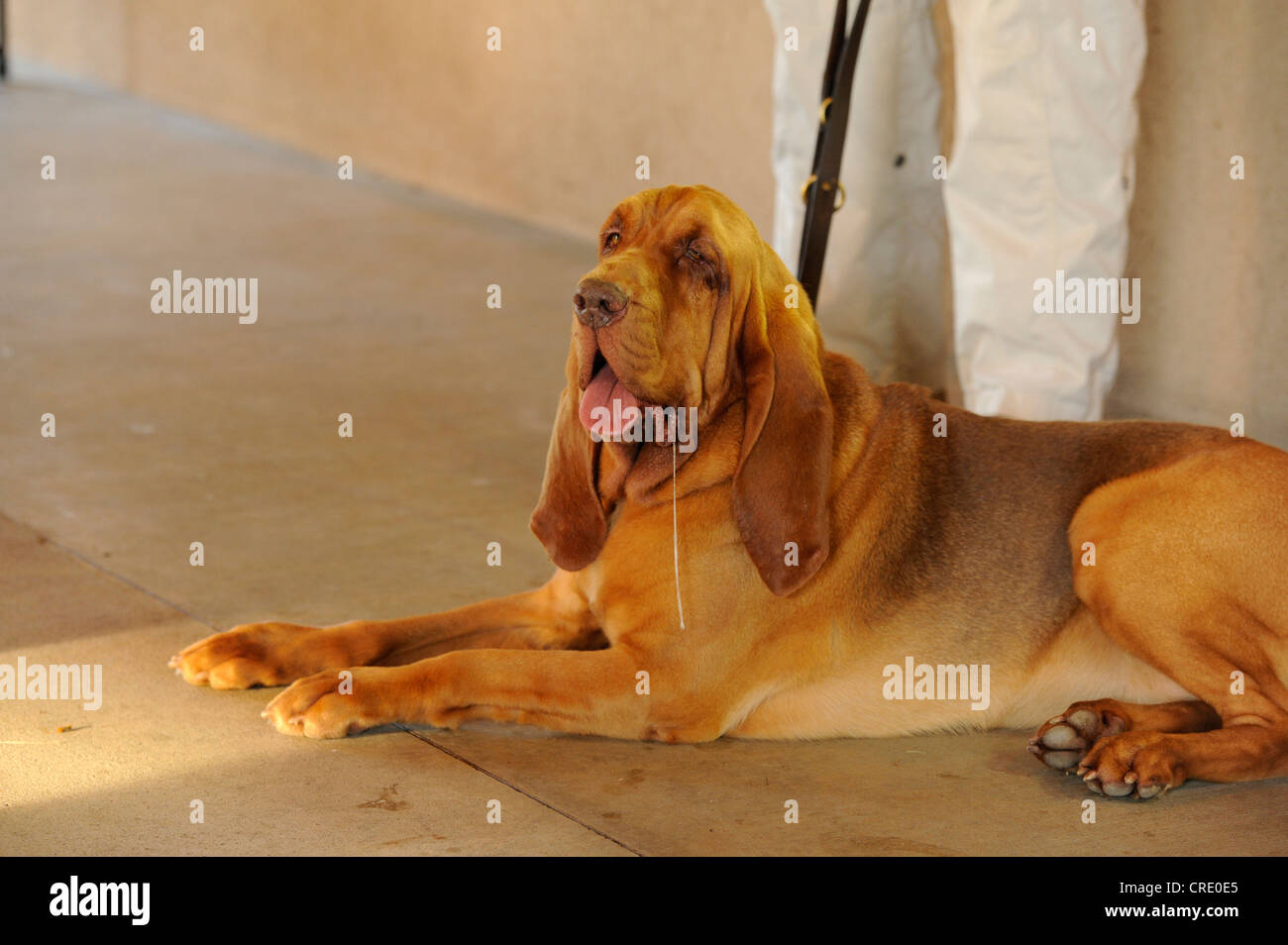 Bloodhound face hi-res stock photography and images - Alamy