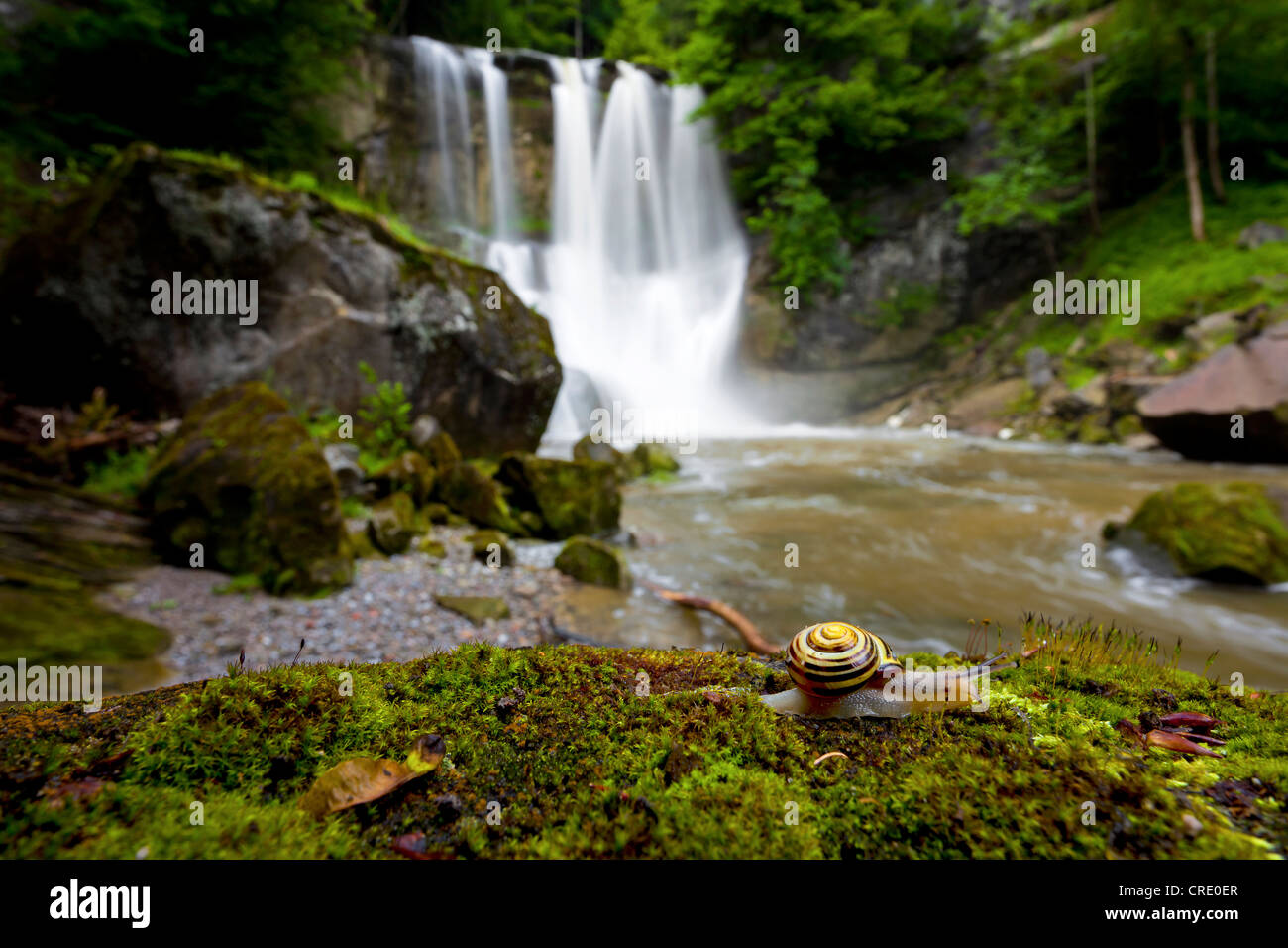 Snail (Cepaea sp.) in front of Hoechfall waterfall in the Appenzell ...