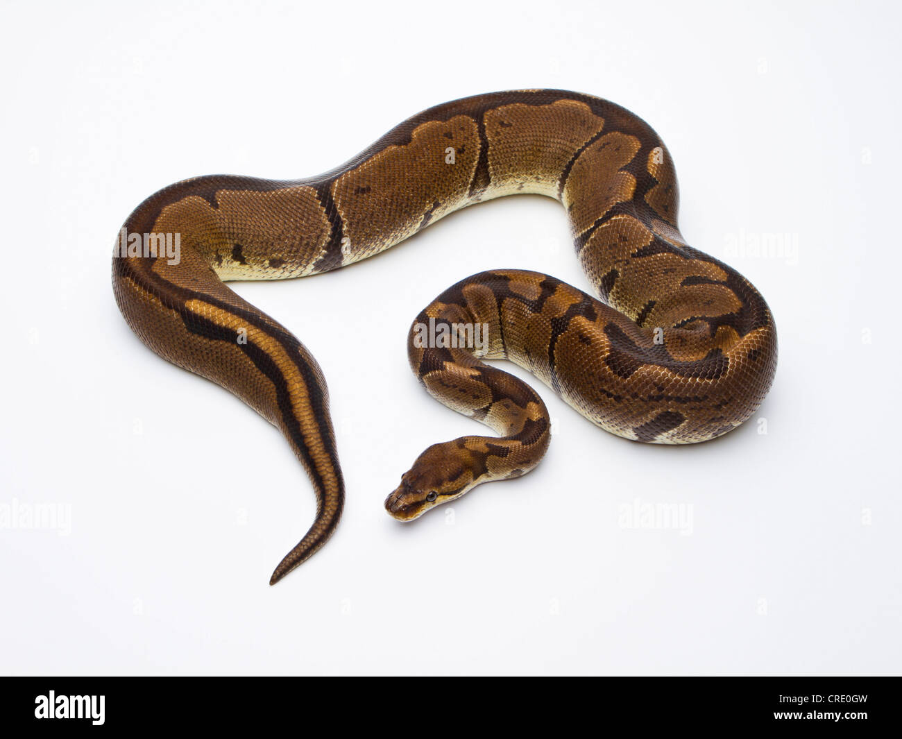 Royal Python (Python regius), Super Venom, female, Markus Theimer ...