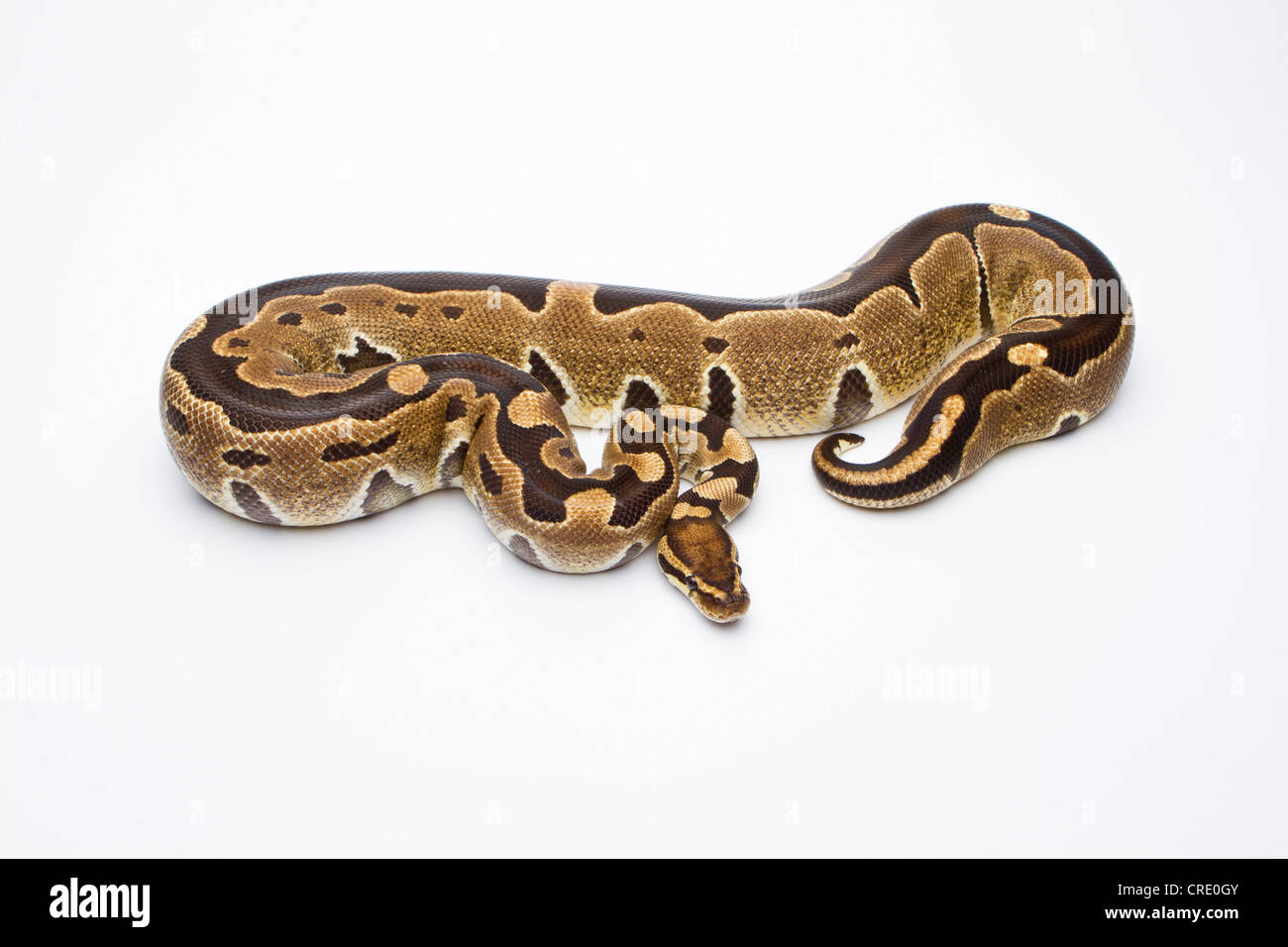 Royal Python (Python regius), Super Razor, female, Markus Theimer ...