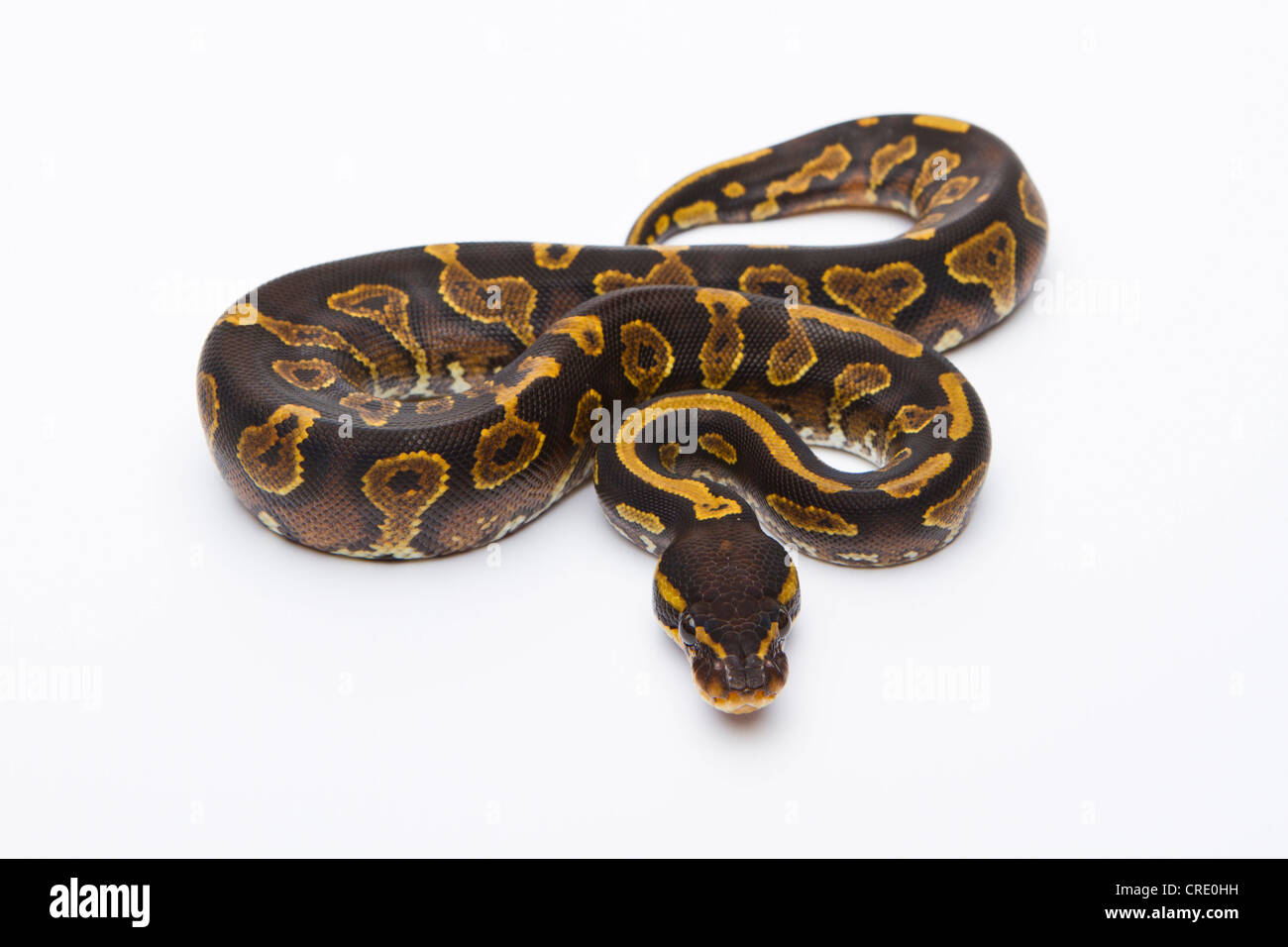 Royal Python (Python regius), Yellow Belly Black Head, female, Markus ...