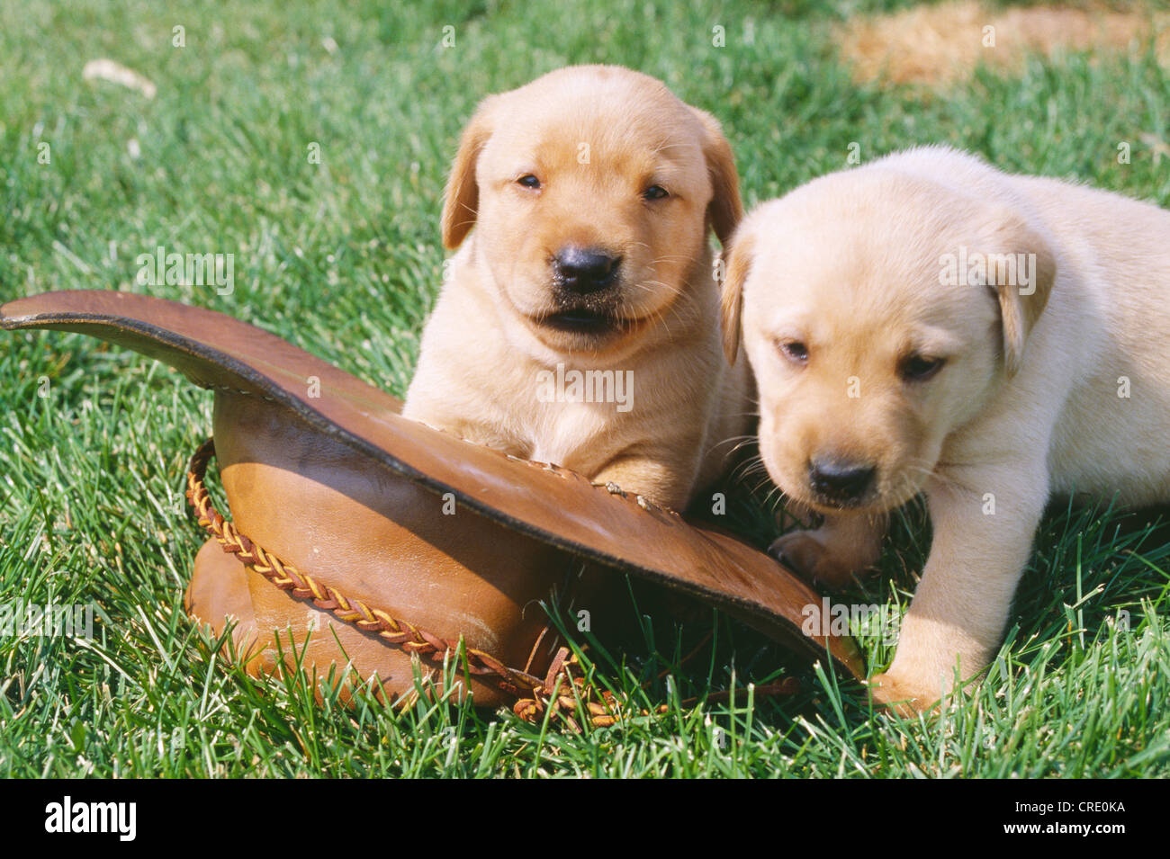 SIX WEEK OLD REGISTERED YELLOW LABRADOR RETRIEVER PUPPIES ...