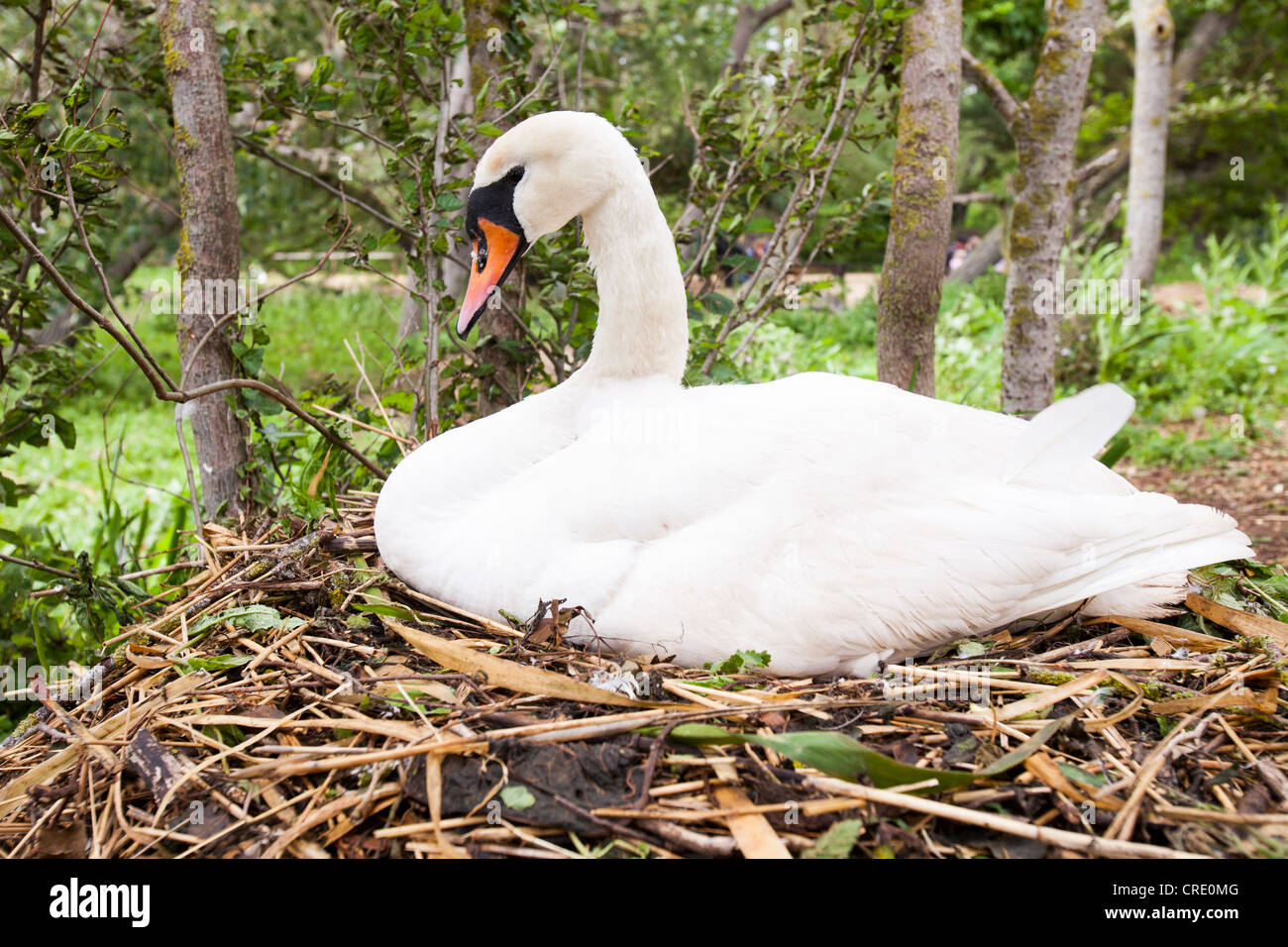 Nesting swan pair hi-res stock photography and images - Alamy