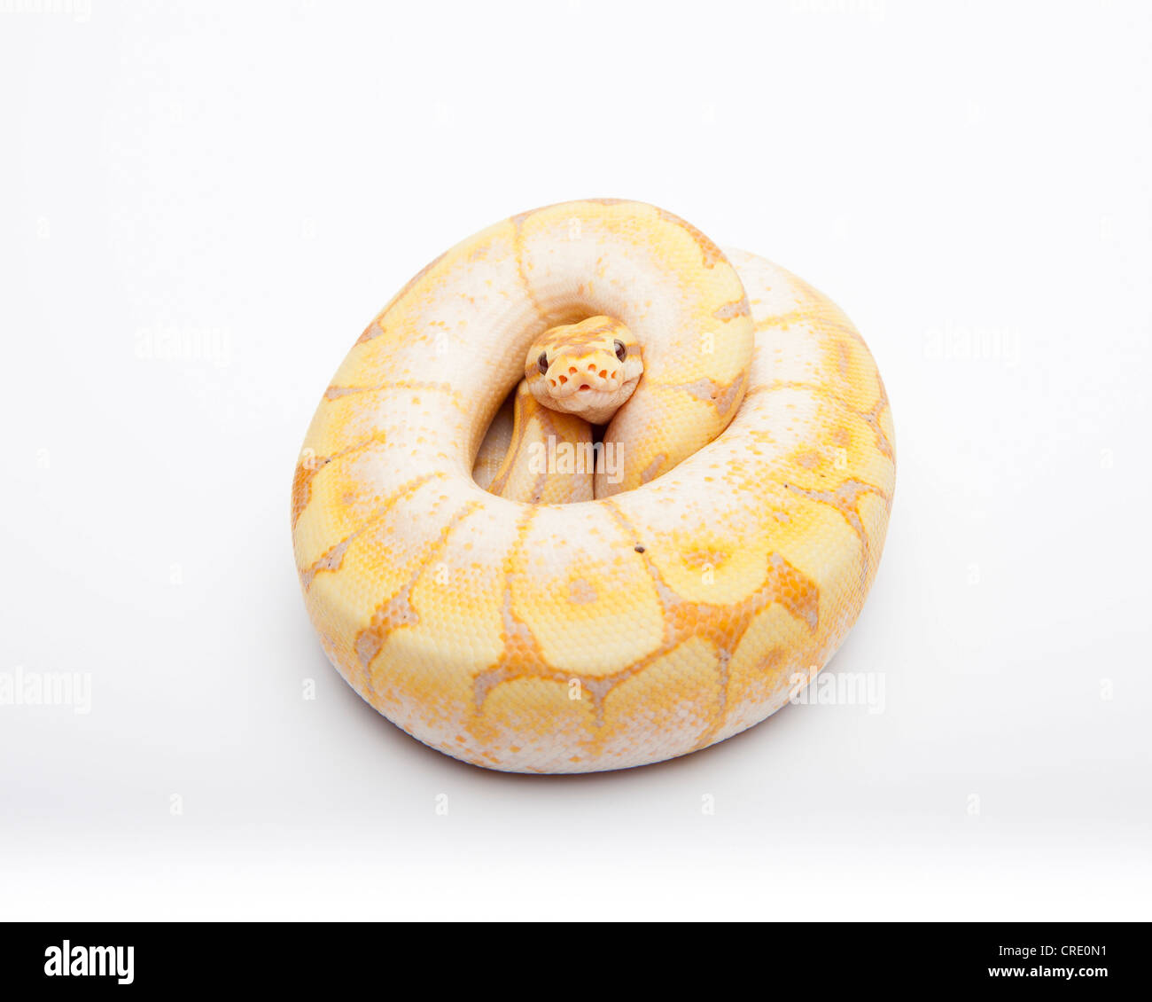 Royal Python (Python regius), Spider CG, male, Willi Obermayer reptile ...