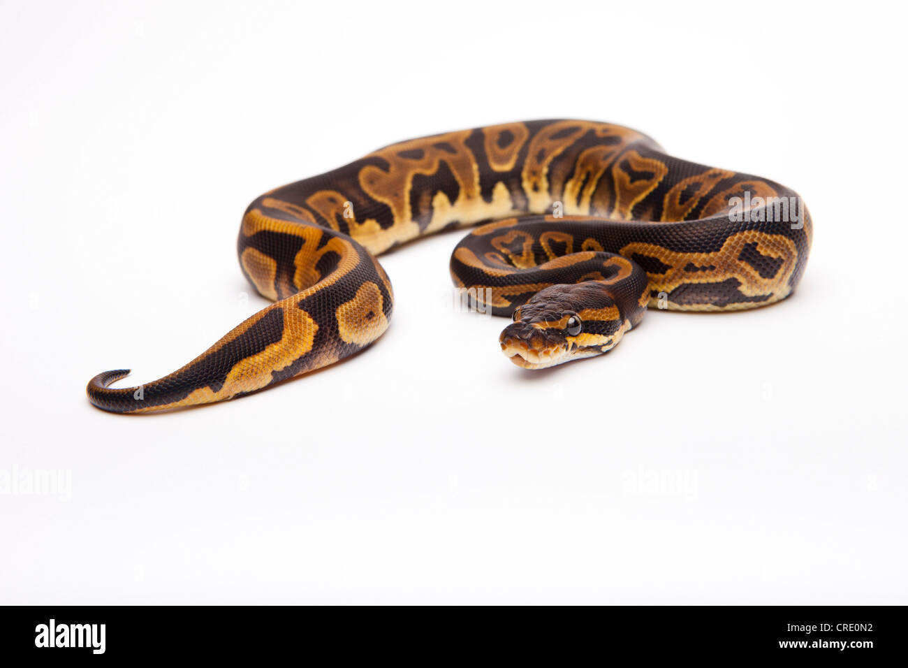 Royal Python (Python regius), Leopard, female, Willi Obermayer reptile ...