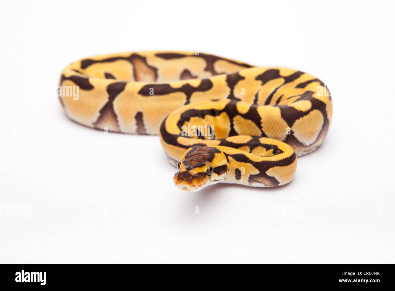 Royal Python (Python regius), Tiger, female, Willi Obermayer reptile ...
