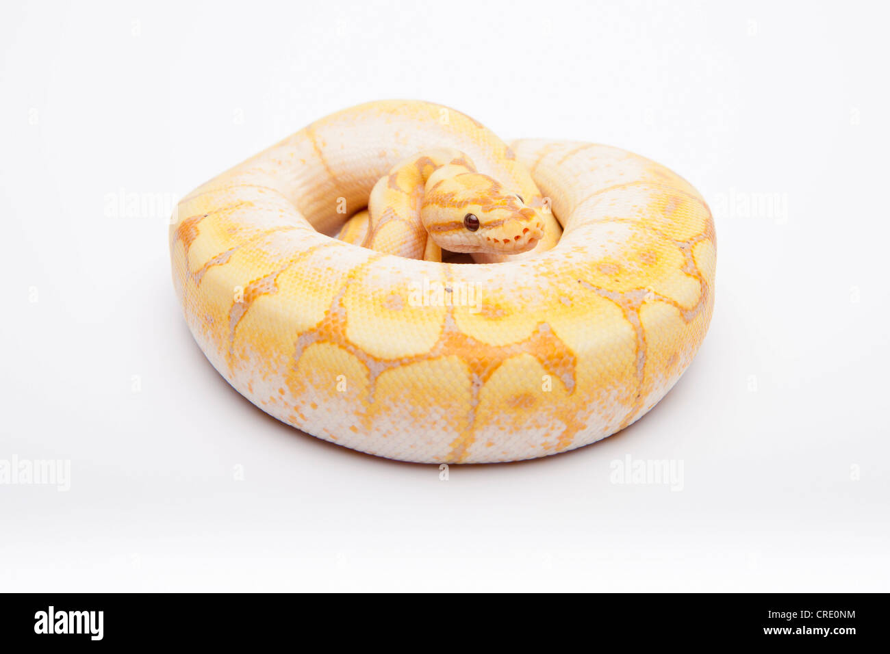 Royal Python (Python regius), Spider CG, male, Willi Obermayer reptile ...