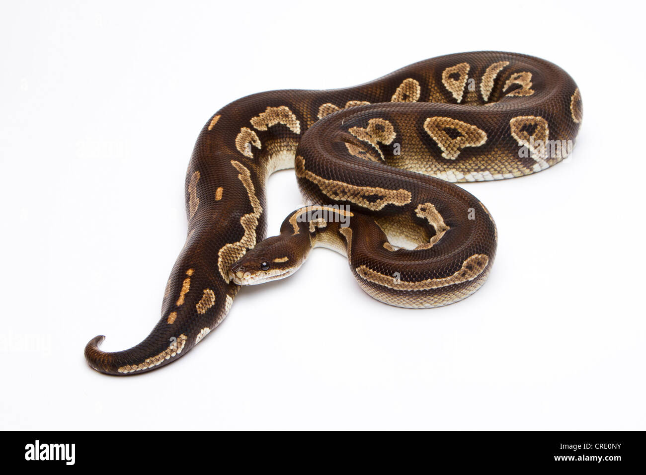 Royal Python (Python regius), Super Black Head, Willi Obermayer reptile ...