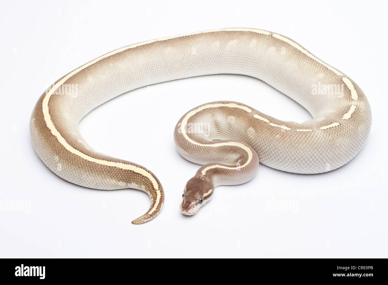 Royal Python (Python regius), Phantom Mojave Het Ghost, female, Willi ...