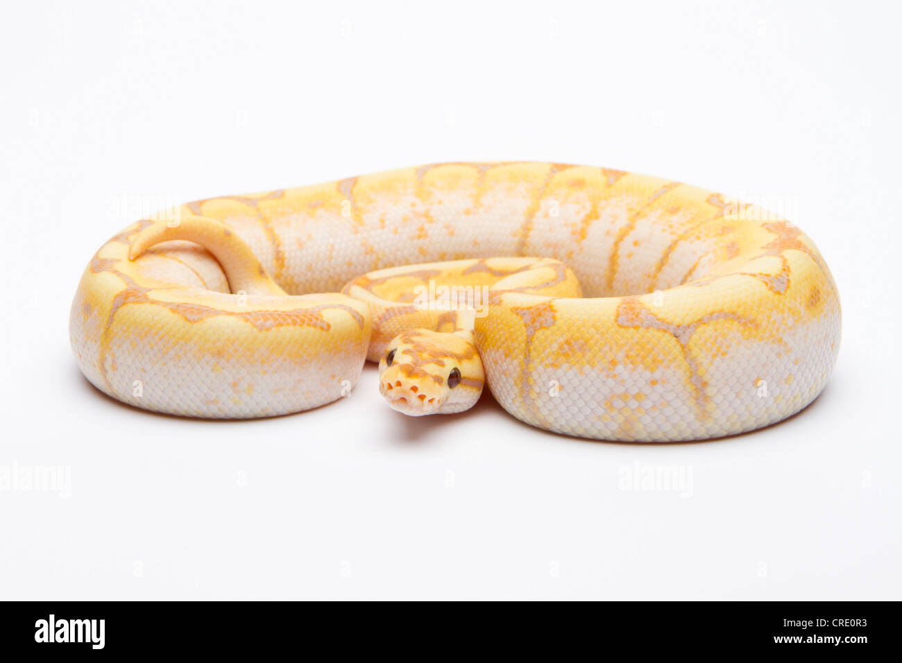 Royal Python (Python regius), Spider CG, male, Willi Obermayer reptile ...