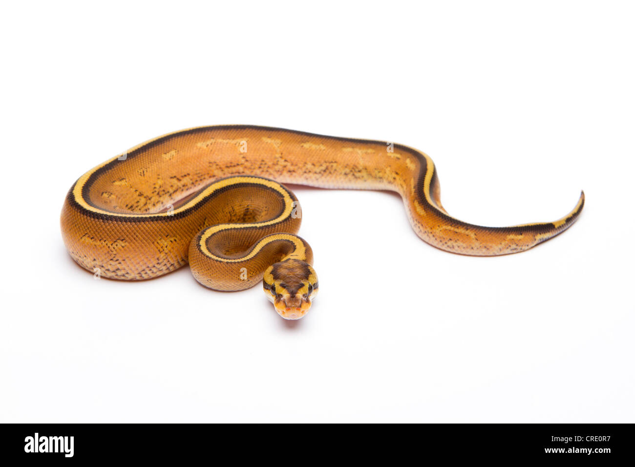 Royal Python (Python regius), Super Stripe, male, Willi Obermayer ...