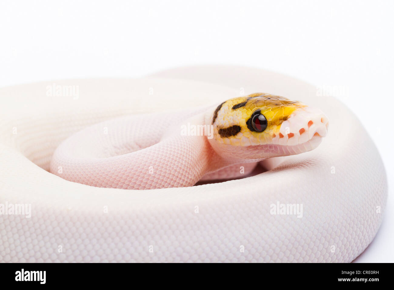 Royal Python (Python regius), Bumble Bee Piebald, female, Willi ...