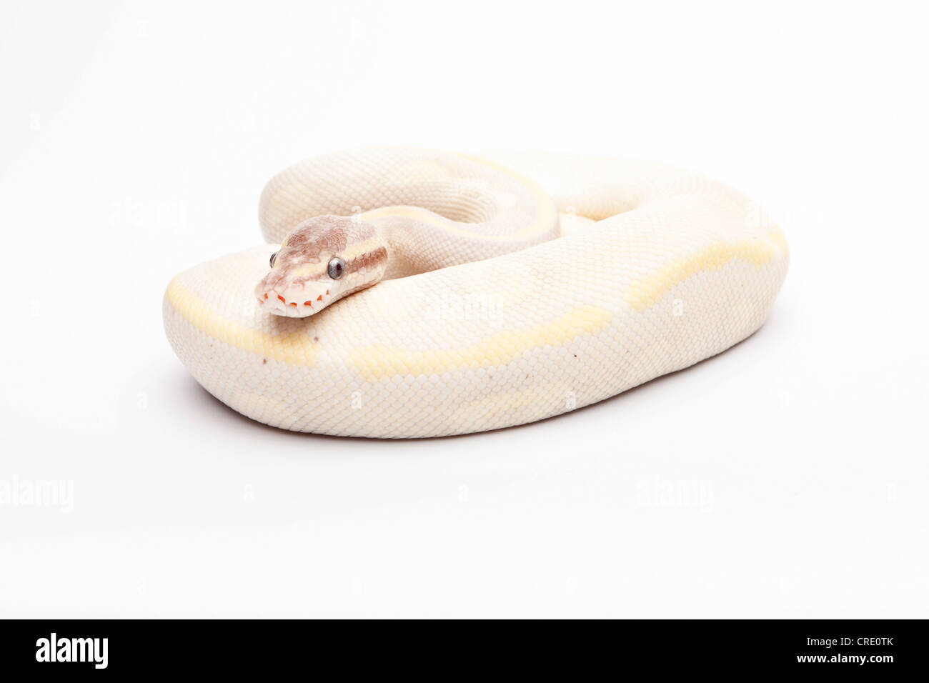 Royal Python (Python regius), Opal Diamond, male, Willi Obermayer ...
