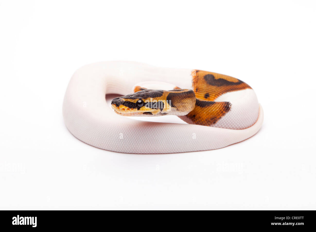 Royal Python (Python regius), Willi Obermayer reptile breeding, Austria ...