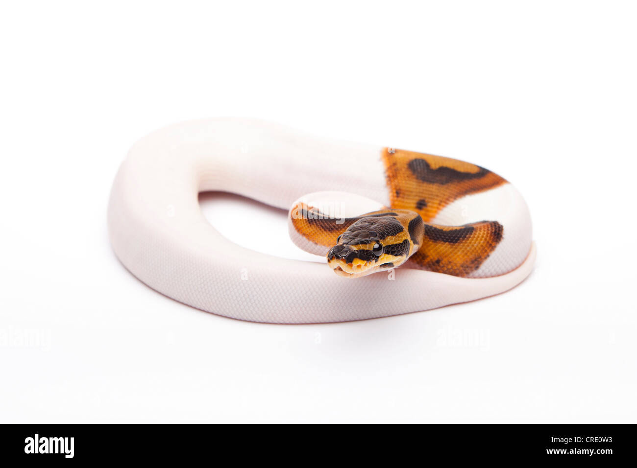 Royal Python (Python regius), Willi Obermayer reptile breeding, Austria ...