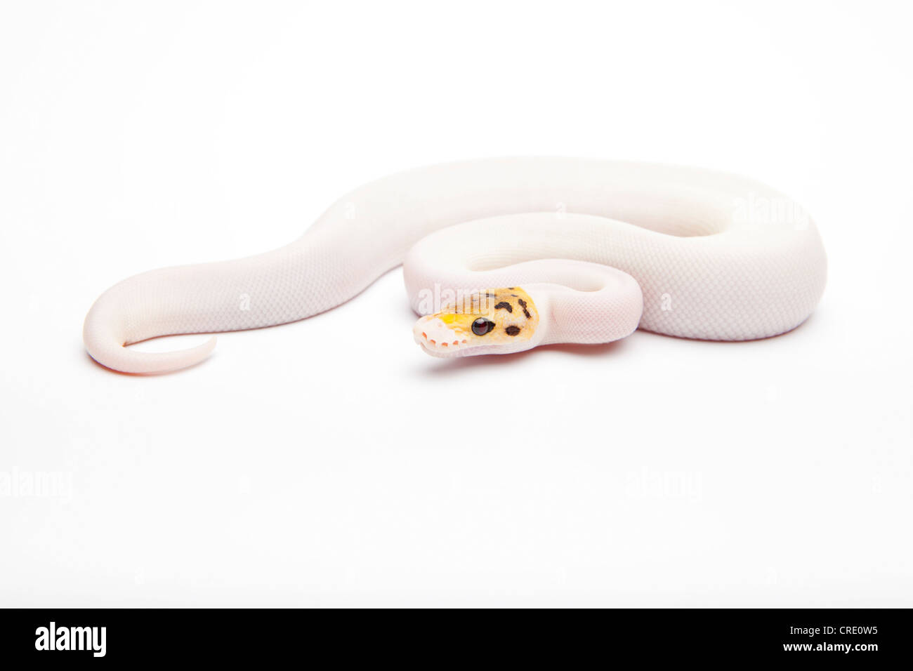 Royal Python (Python regius), Bumble Bee Piebald, female, Willi ...