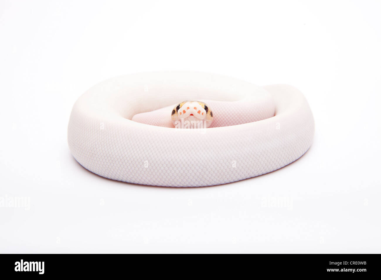 Royal Python (Python regius), Bumble Bee Piebald, female, Willi ...