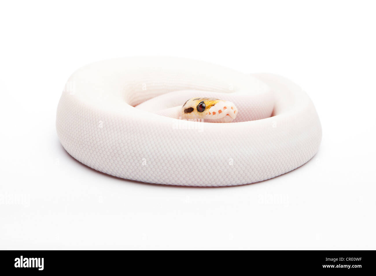 Royal Python (Python regius), Bumble Bee Piebald, female, Willi ...