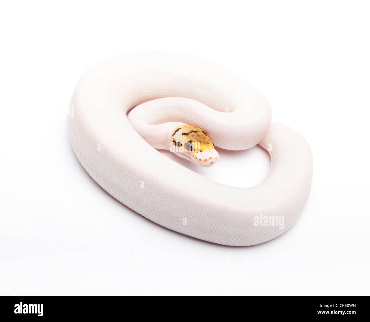 Royal Python (Python regius), Bumble Bee Piebald, female, Willi ...