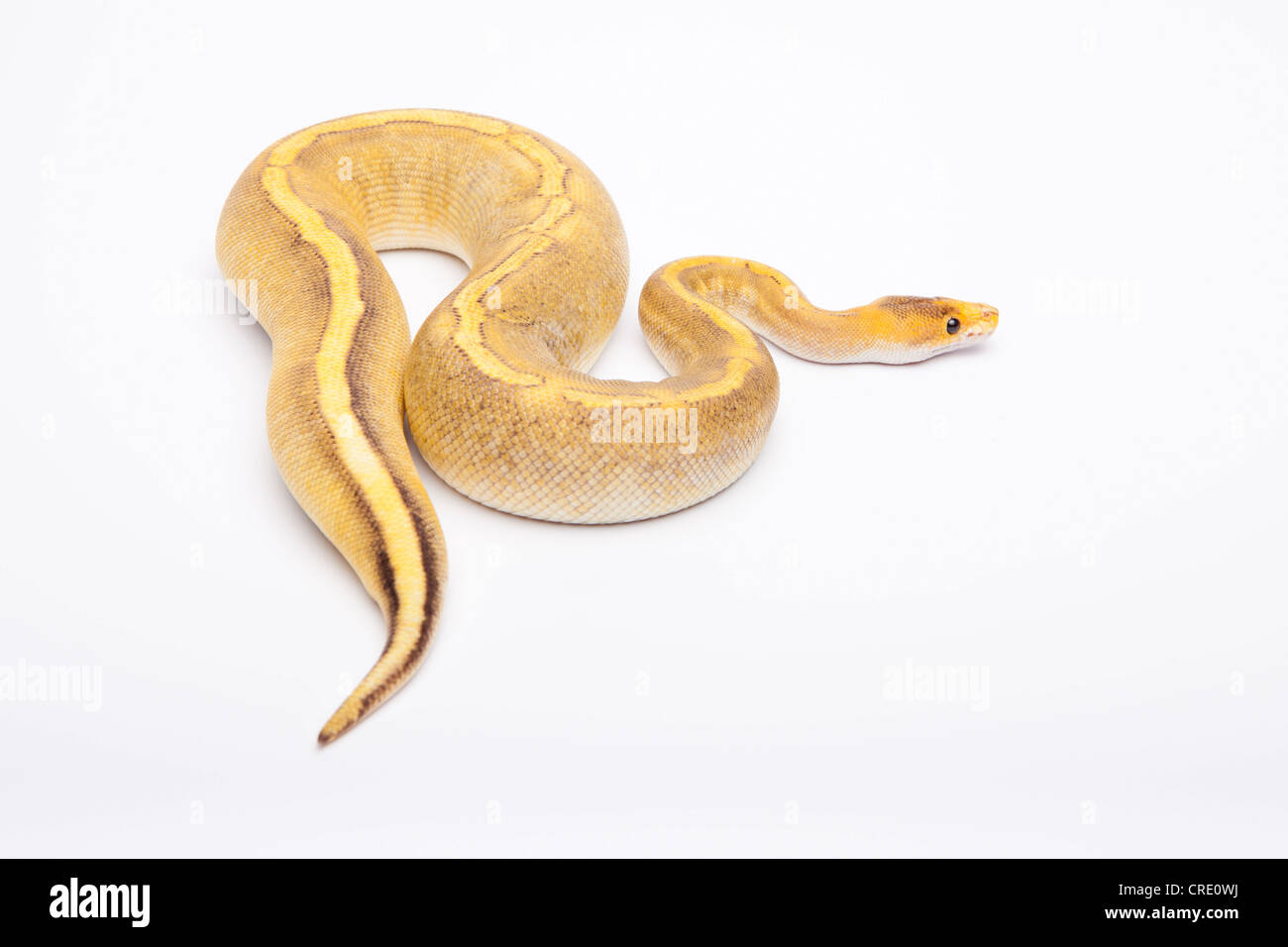 Royal Python (Python regius), Champagne Calico, female, Willi Obermayer ...