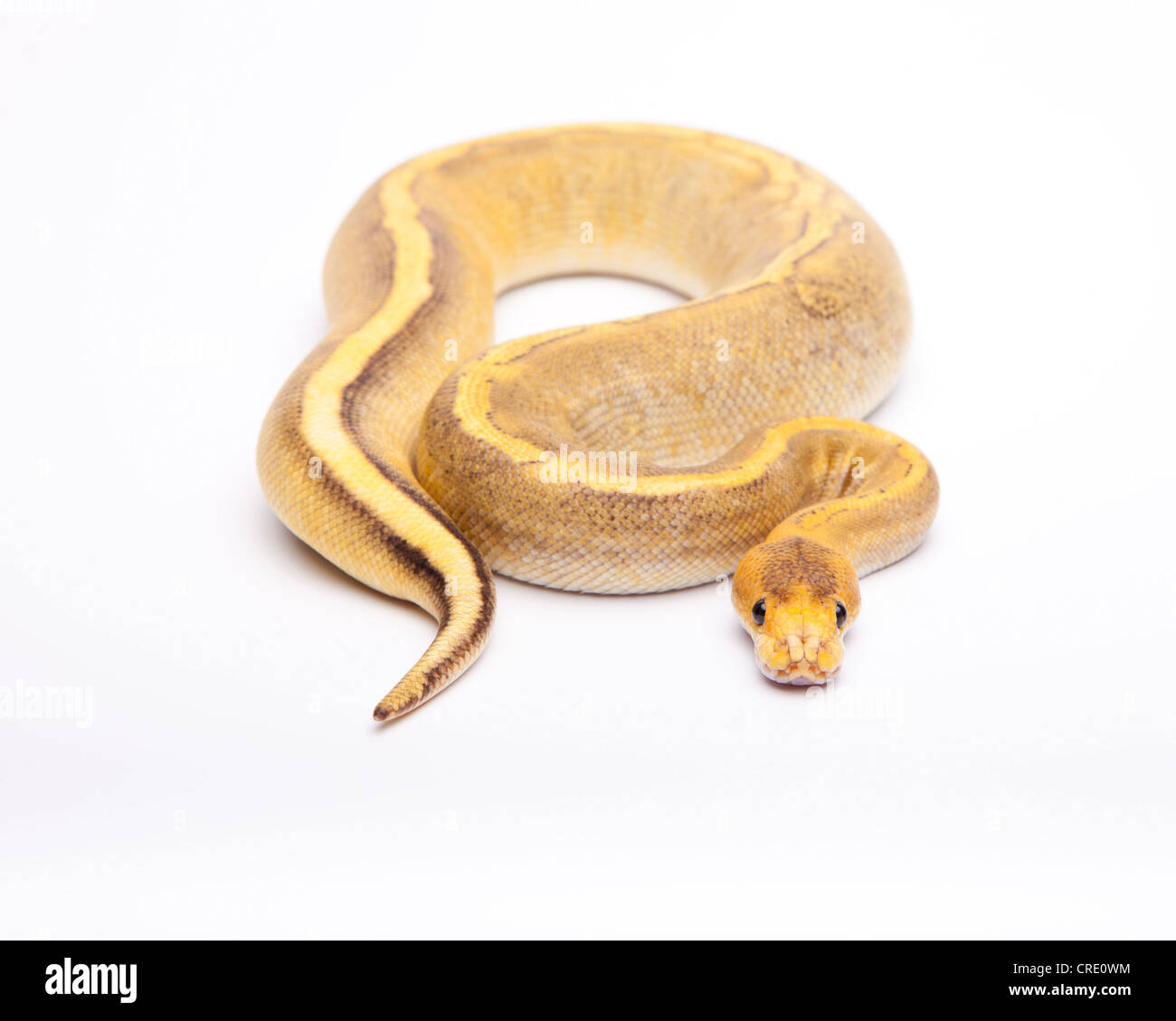 Royal Python (Python regius), Champagne Calico, female, Willi Obermayer ...
