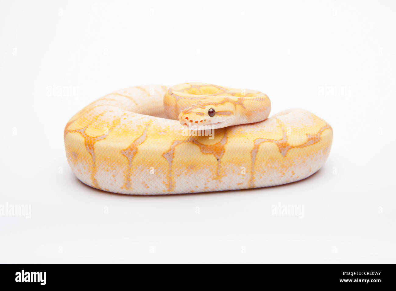 Royal python (Python regius), Spider CG, male, reptile breeder Willi ...