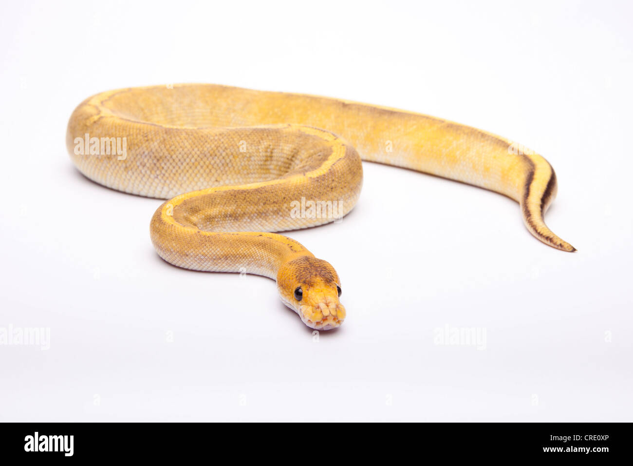 Royal python (Python regius), Champagne Calico, female, reptile breeder ...